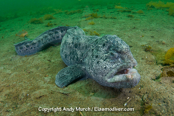 Pictures of Wolf Eels, Anarrhichthys ocellatus.